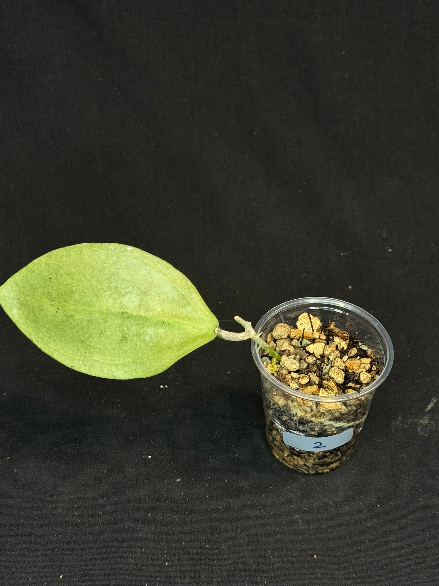 UNICORN🦄! Hoya menak sopal silver (#2), rare – HappyPlantsUSA.com
