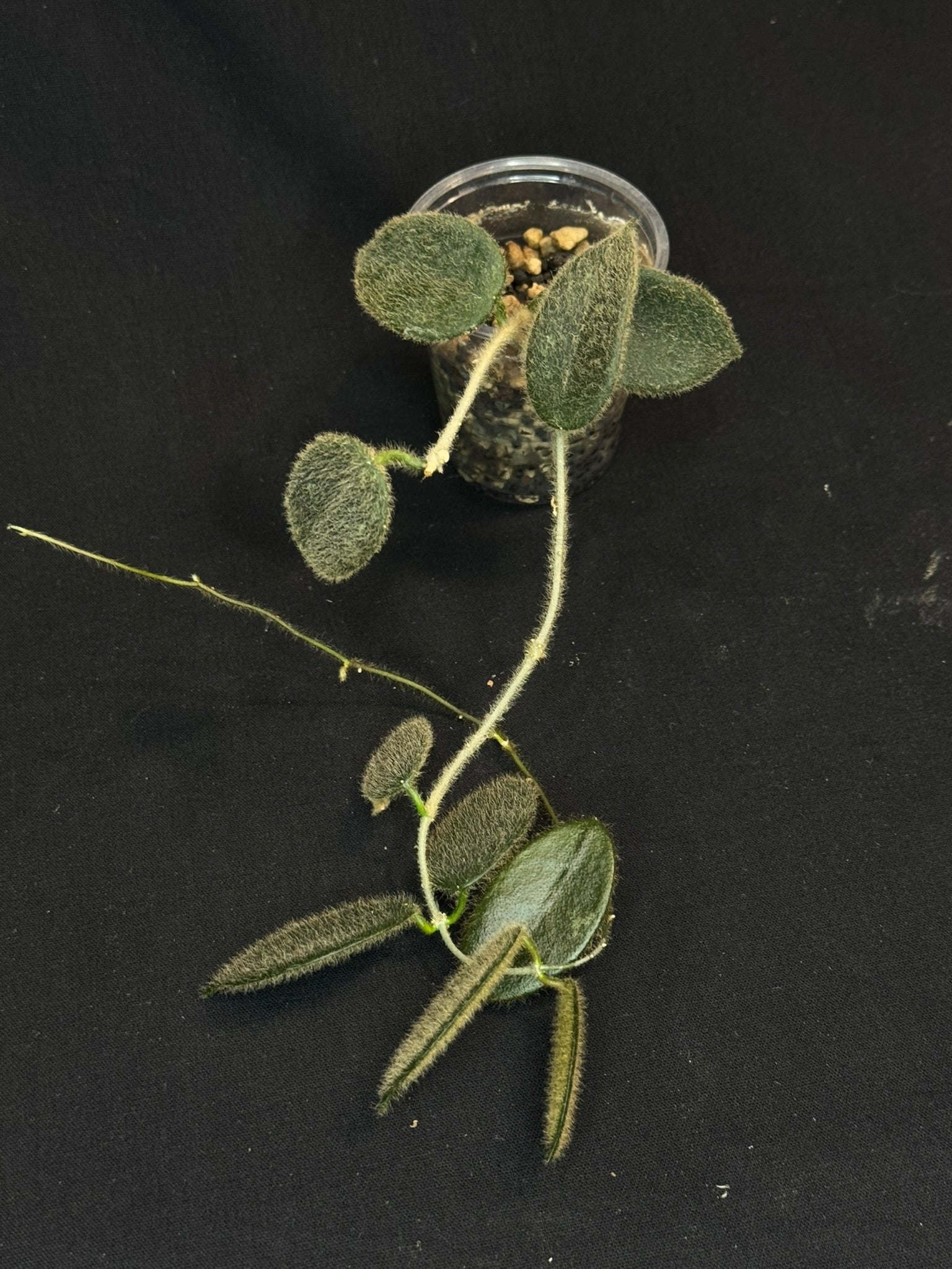 Hoya thomsonii pink, fuzzy leaves – HappyPlantsUSA.com